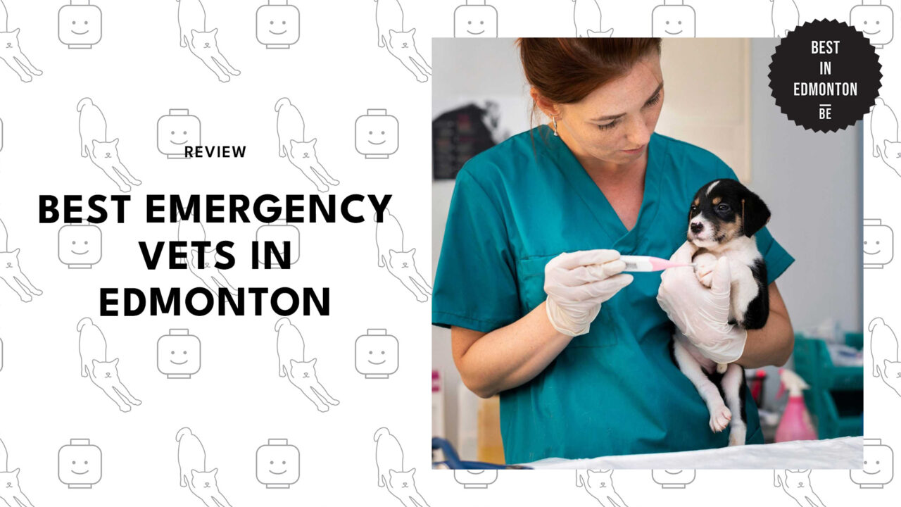 Top 5 Edmonton Emergency Vets for Fast, Reliable Care [2026 ]