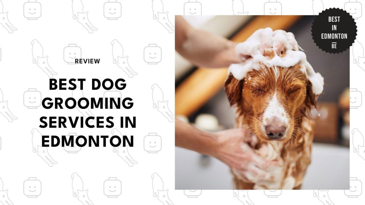 Groom Your Dog at These 5 Paw-Approved Edmonton Spots [2026]